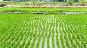Rice Farming Business in Nigeria: Steps To Start - Career Guide