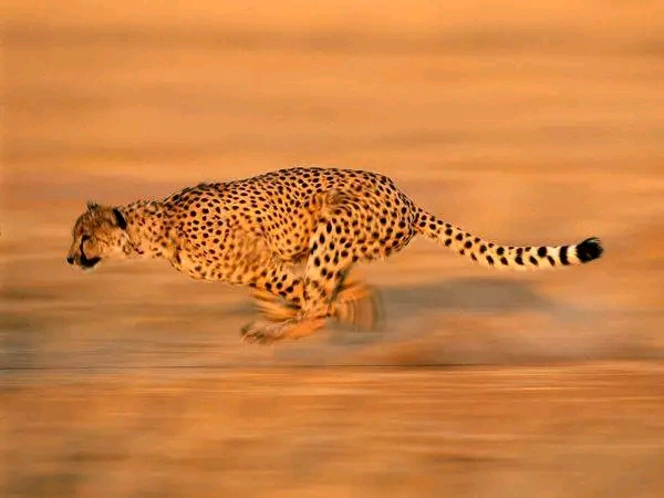 What Are the Top 5 Fastest Animals? - Career Guide