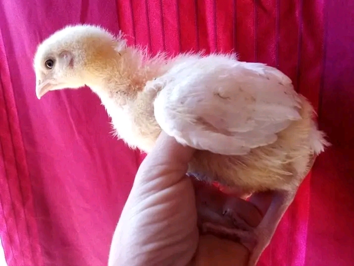 Everything You Need to Know About Raising Broiler Chickens - Career Guide