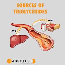 What are Triglycerides - Career Guide